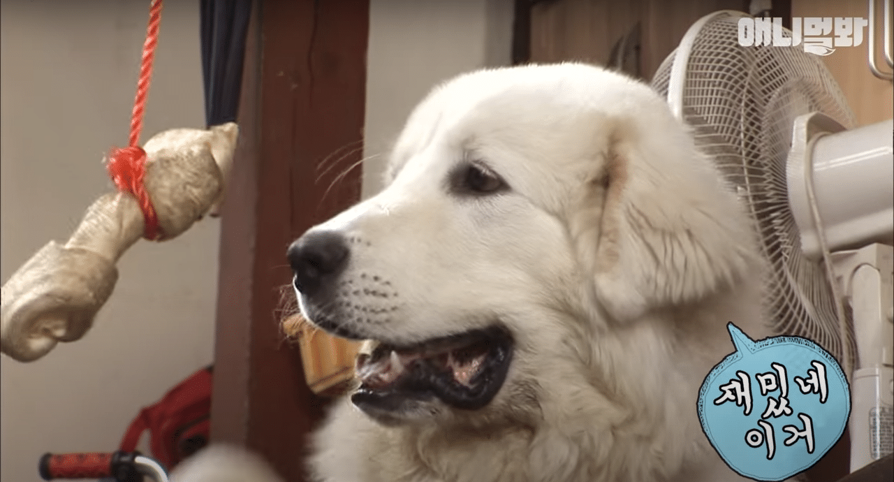 The Colossal Dog Who Stood As Tall As A Human But Feared A Tiny Grandma ...