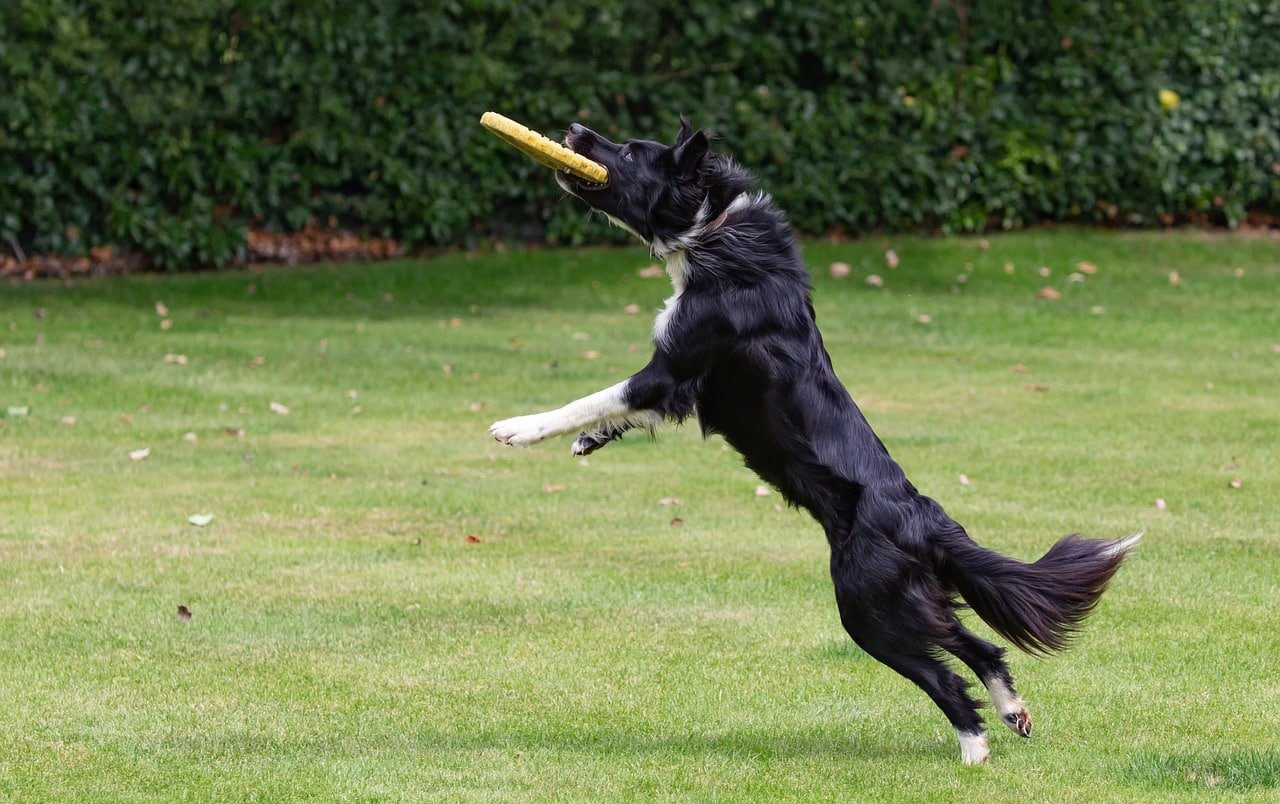 Dogs Set Guinness World Record For Most Number Of Tricks In Less Than A ...