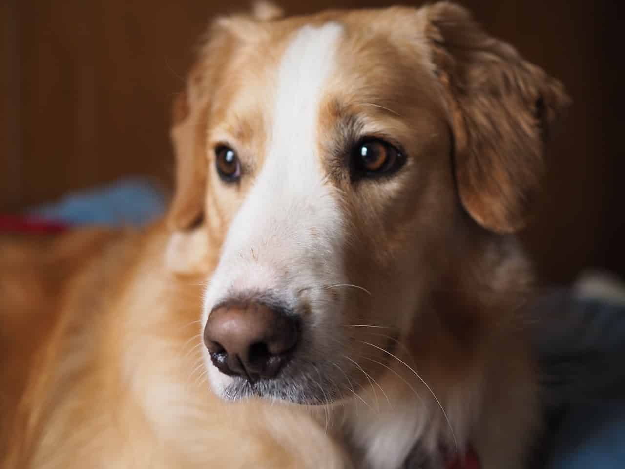 This Golden Retriever Playing Dead To Avoid Leaving The Park Will Crack ...